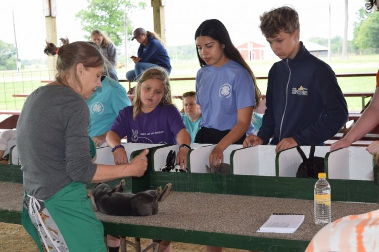 4-H rabbit project winners announced at recent ‘Unfair’ | News, Sports ...